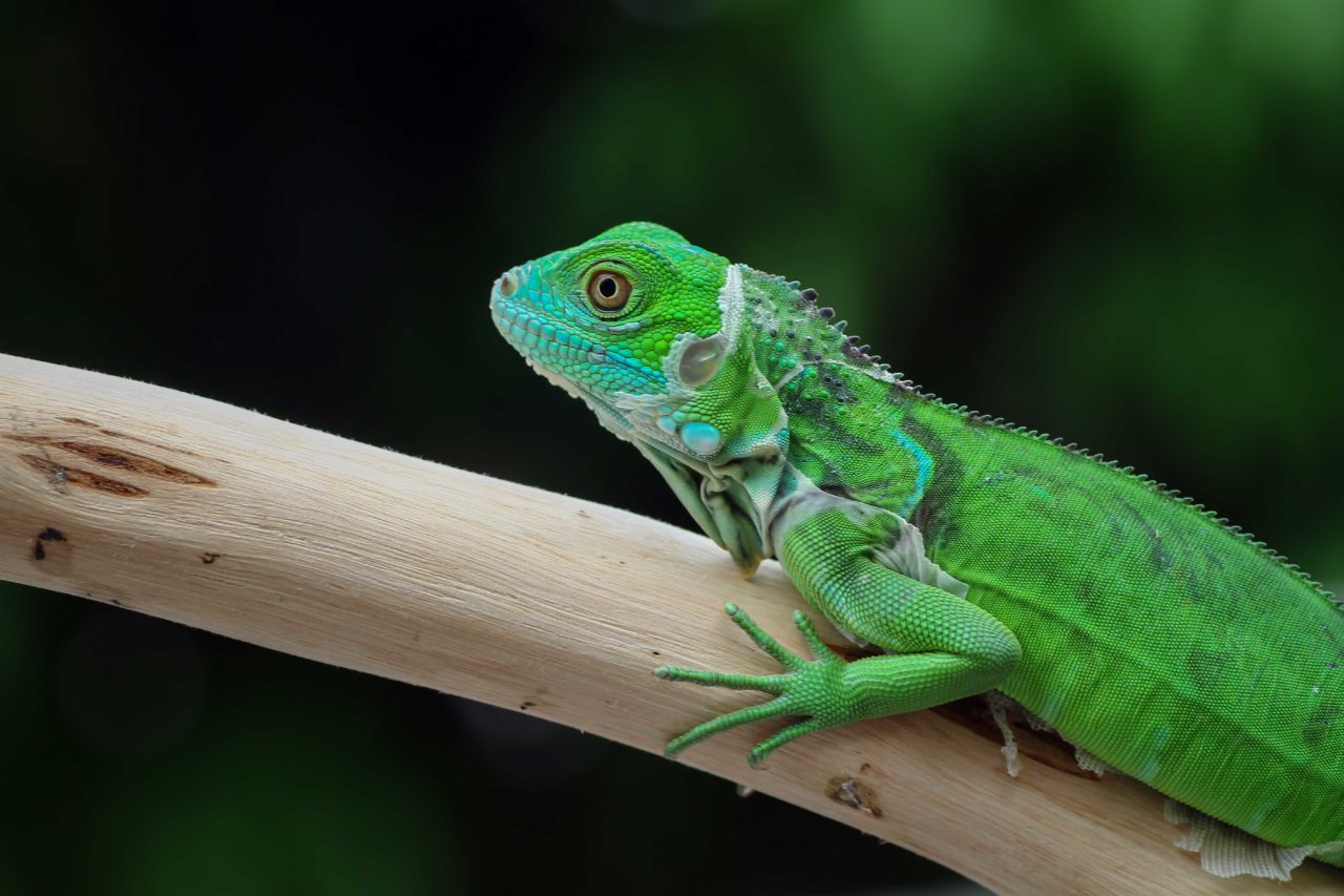 Reptile Articles | Metrowest Veterinary Associates